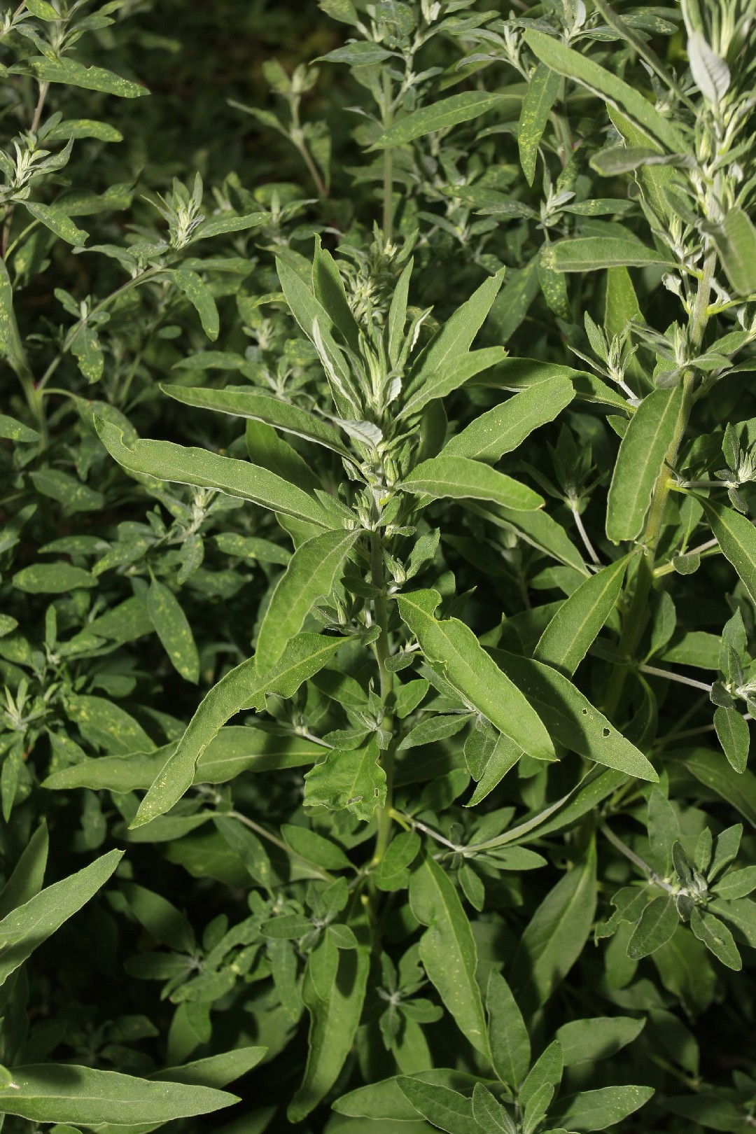 Russian pigweed (Axyris amaranthoides) Flower, Leaf, Care, Uses ...