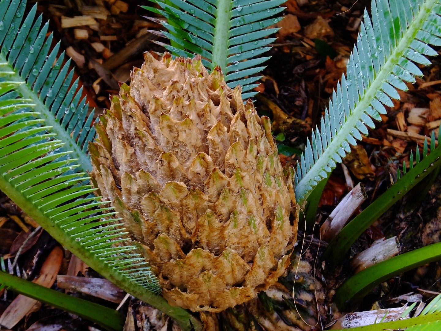 Palma de la virgen (Dioon edule) - PictureThis