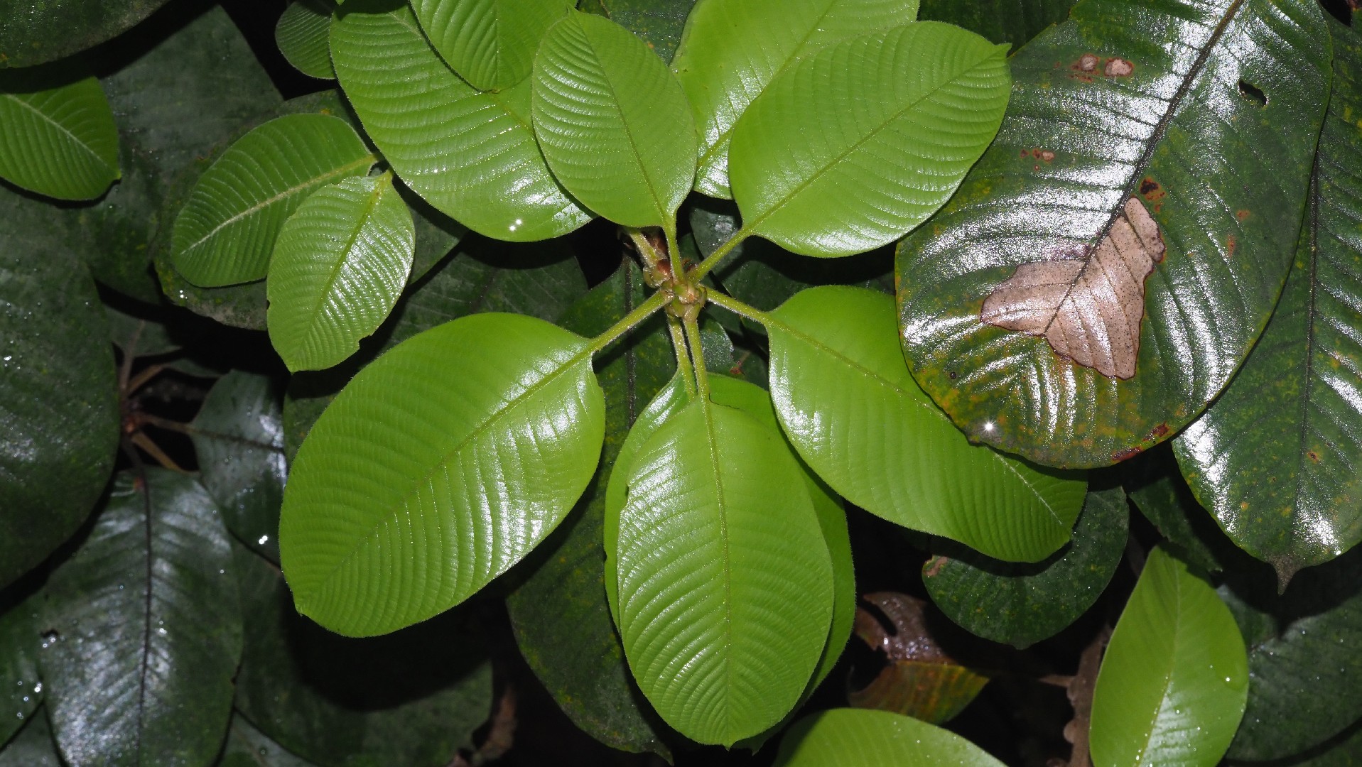 Lithocarpus uvariifolius - PictureThis