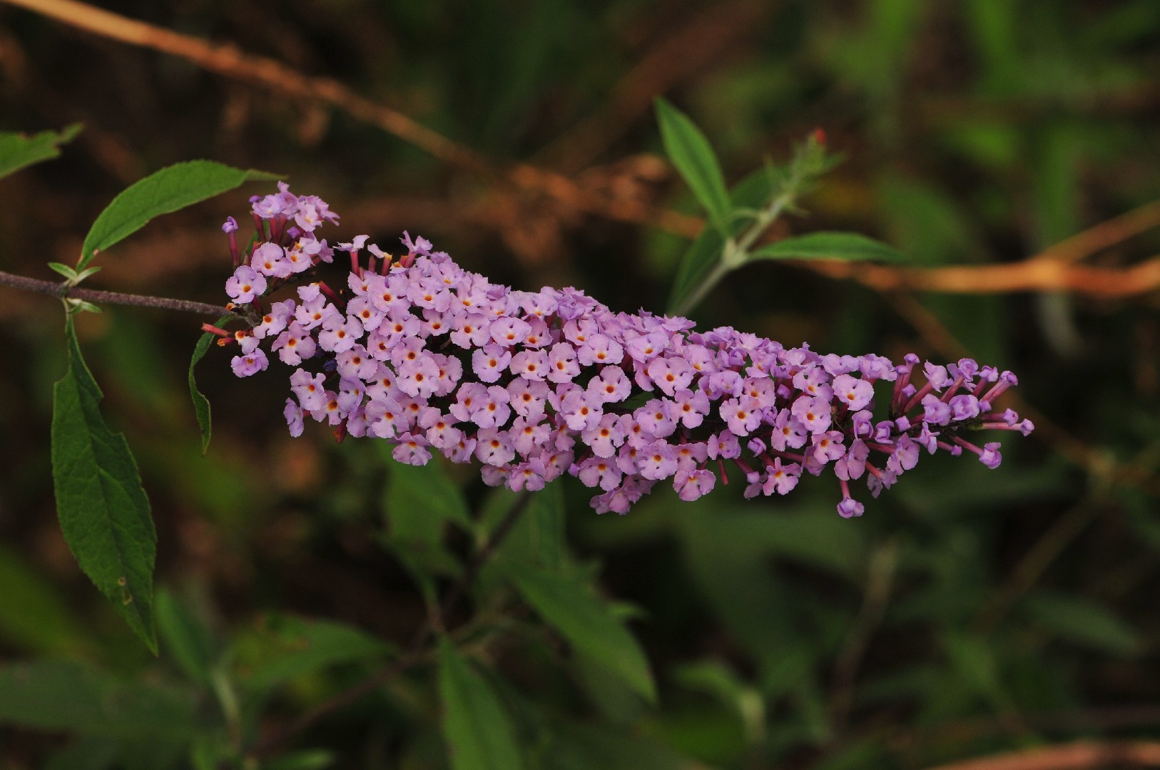 Butterfly bush (Buddleja davidii) Flower, Leaf, Care, Uses - PictureThis