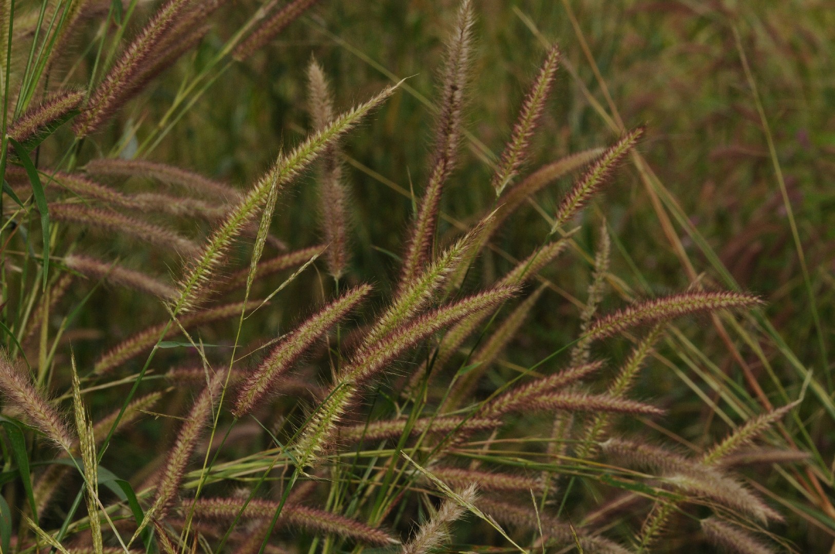 Cenchrus polystachios - PictureThis