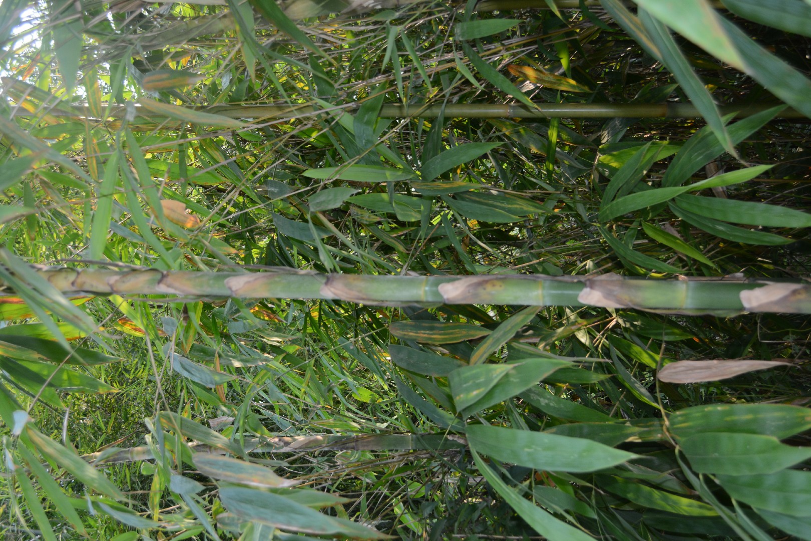 Melocanna arundina - PictureThis