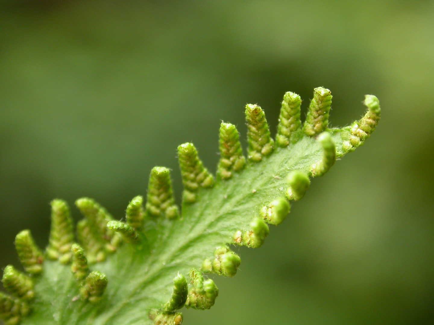 Old world climbing fern (Lygodium microphyllum) Flower, Leaf, Care ...