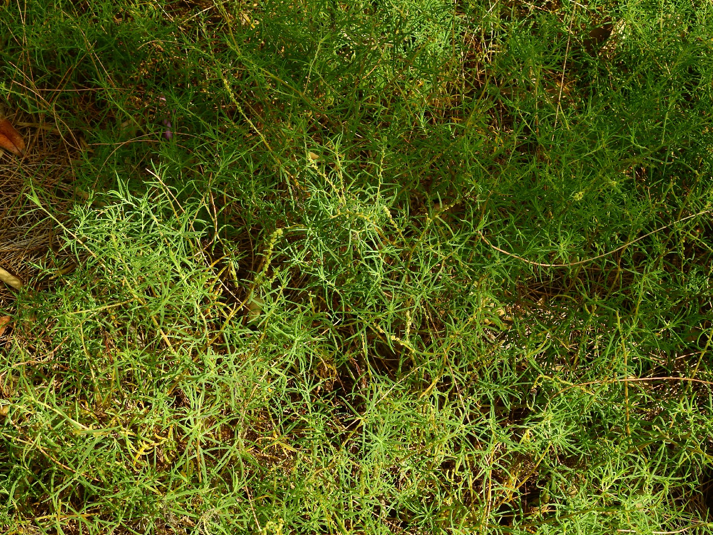 Suaeda australis - PictureThis