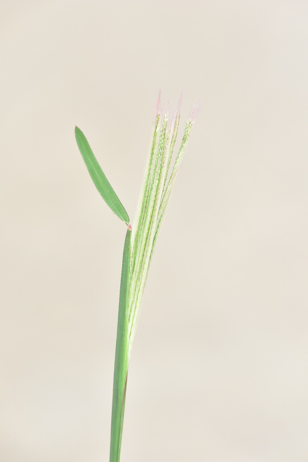 Chloris pycnothrix - PictureThis