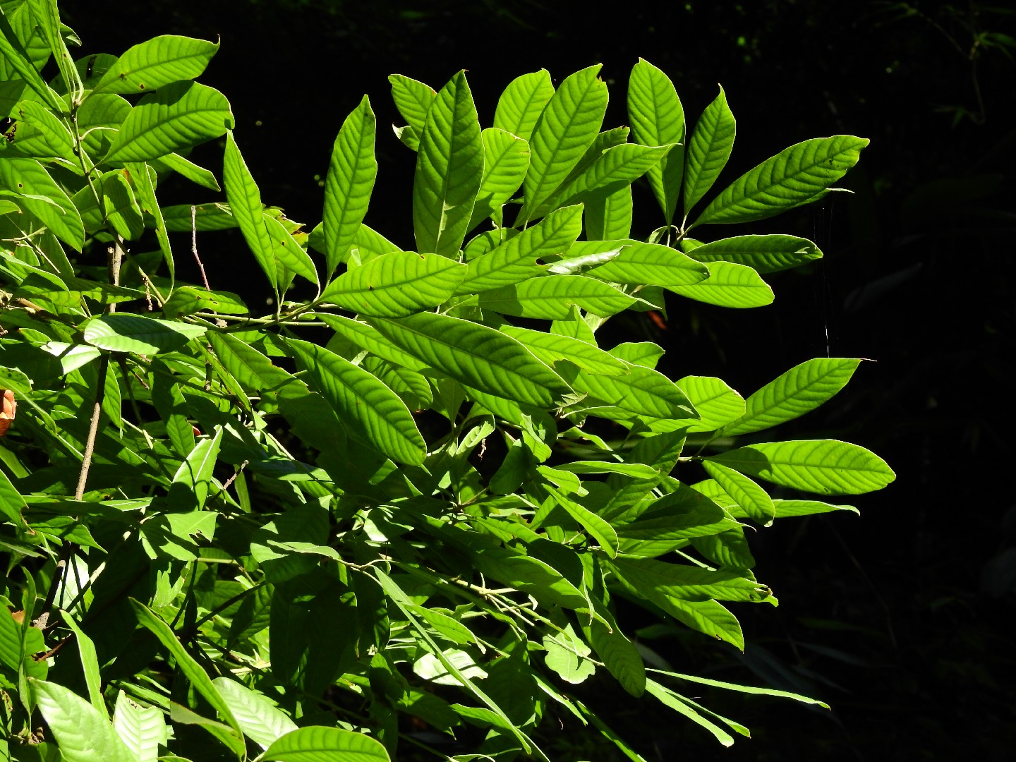 Lithocarpus henryi - PictureThis