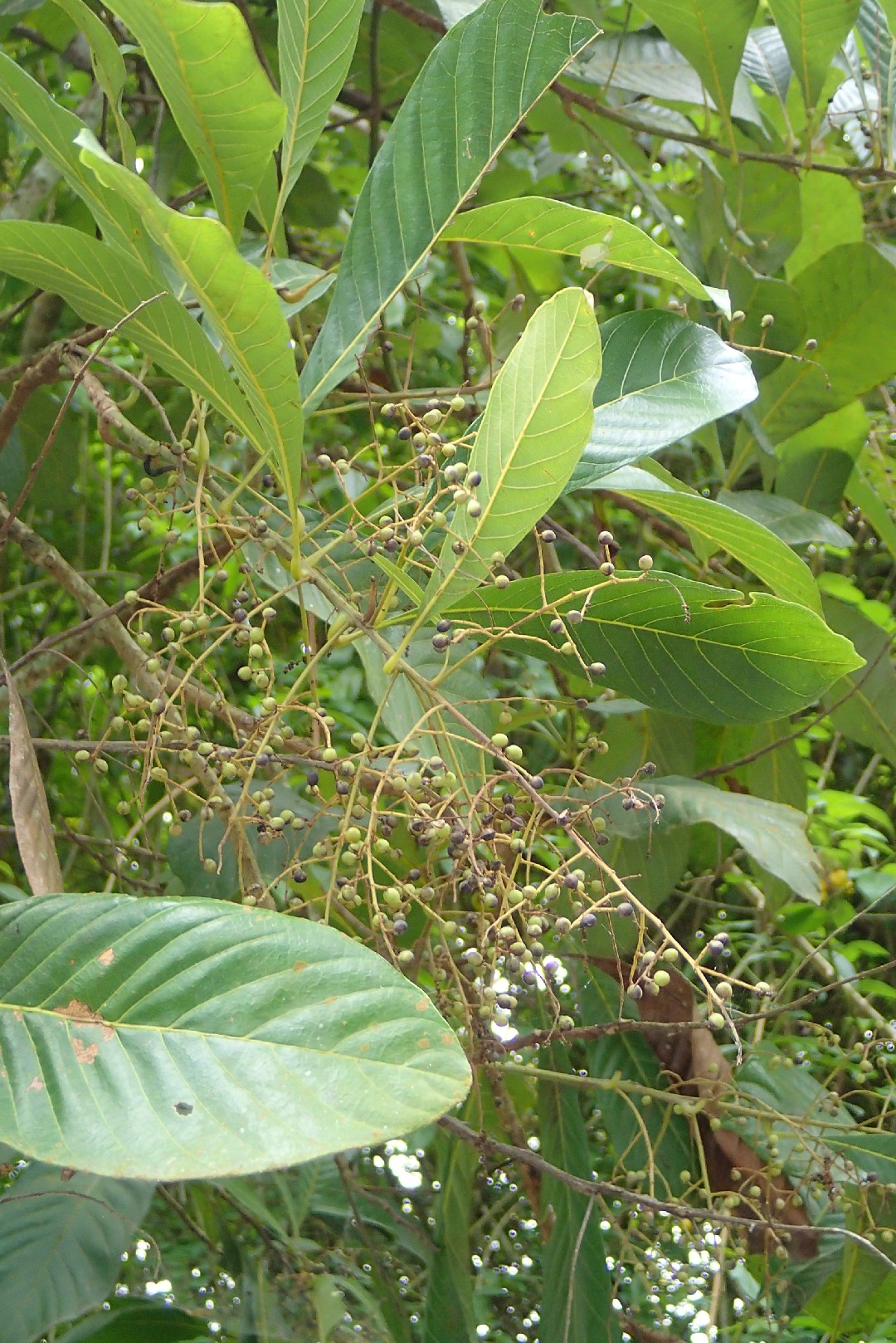 Meliosma simplicifolia - PictureThis