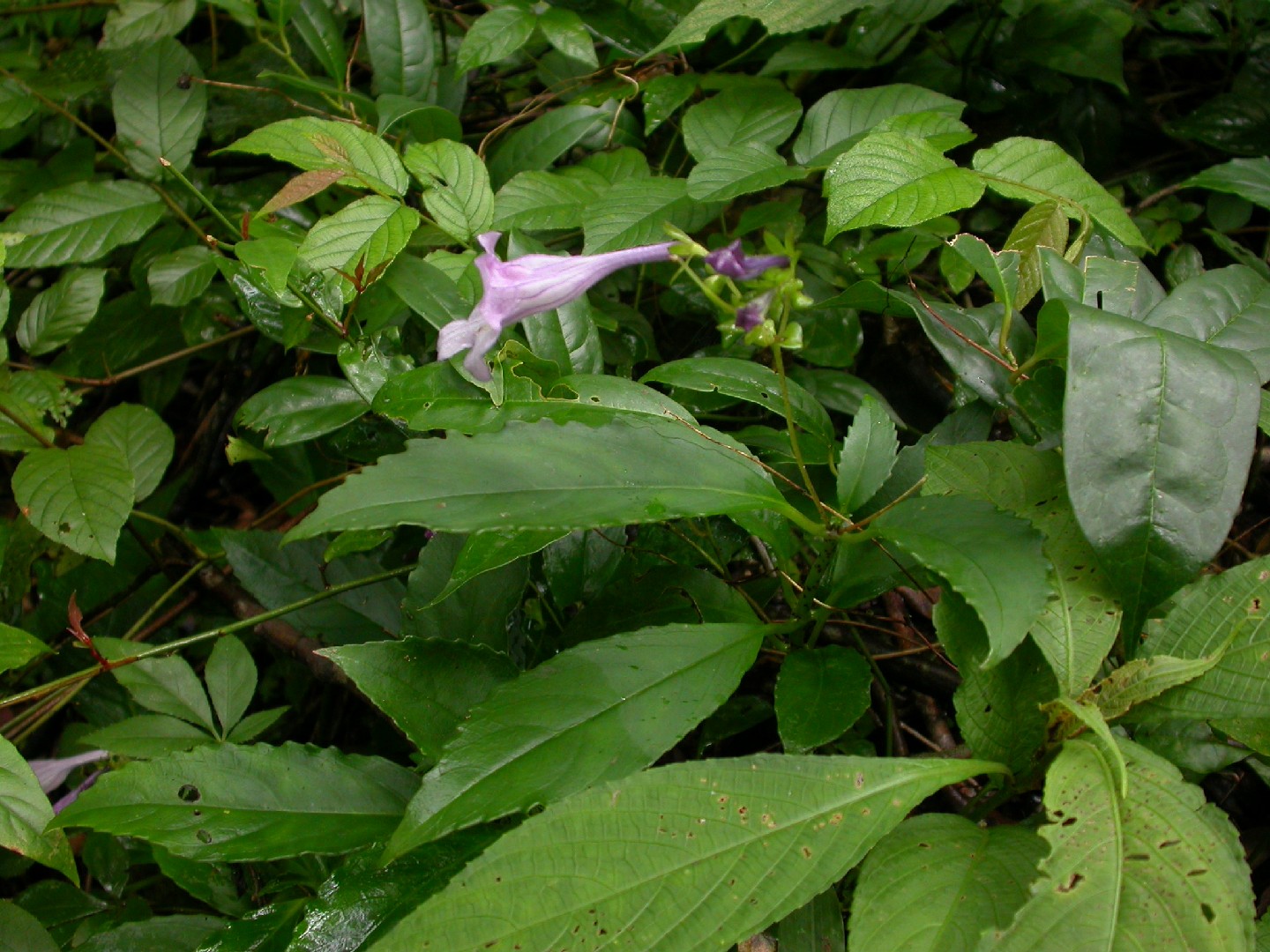 Lysionotus serratus - PictureThis