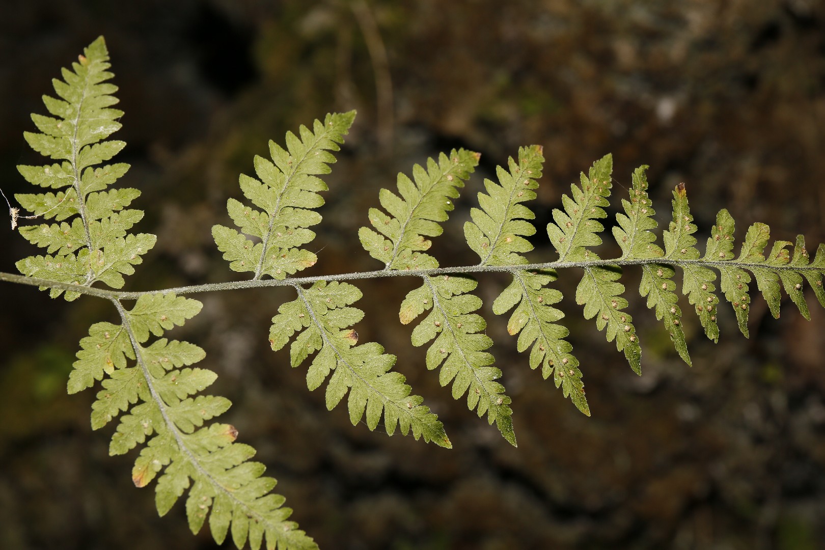 Hypodematium crenatum - PictureThis
