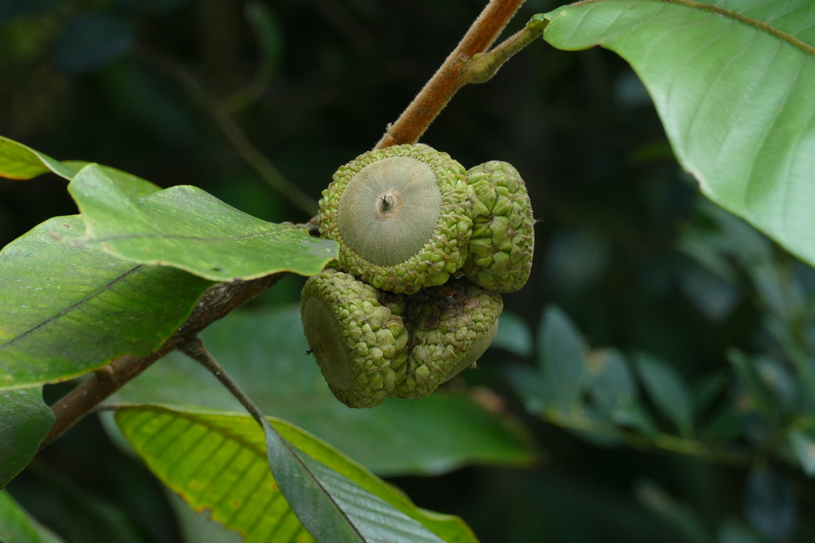 Lithocarpus uvariifolius - PictureThis