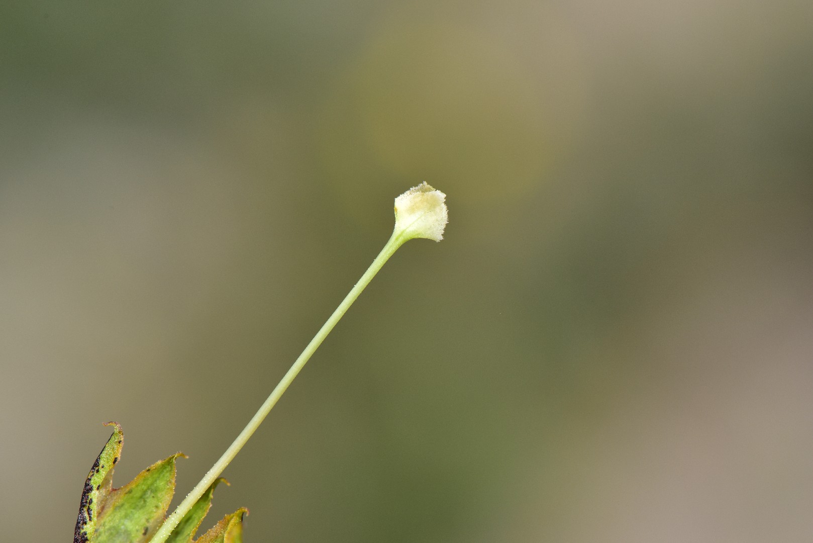 Dwarf trumpet-flower Care (Watering, Fertilize, Pruning, Propagation ...