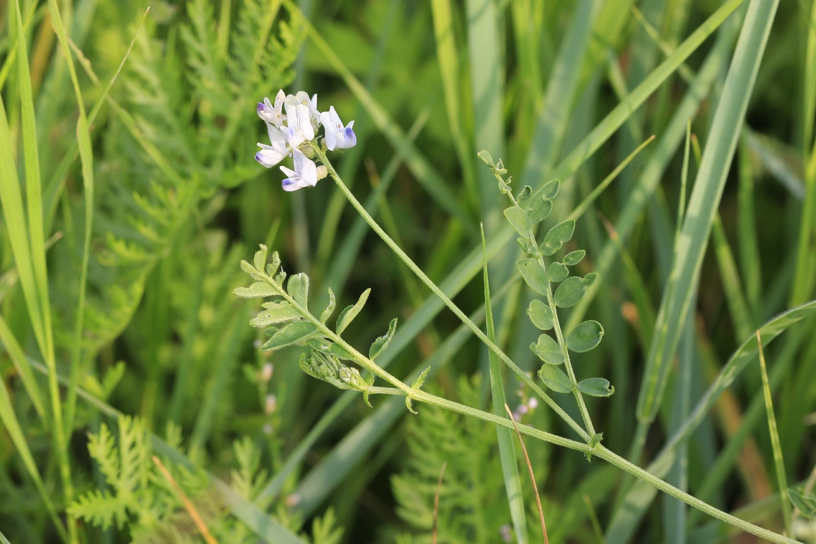 Phyllolobium chinense - PictureThis