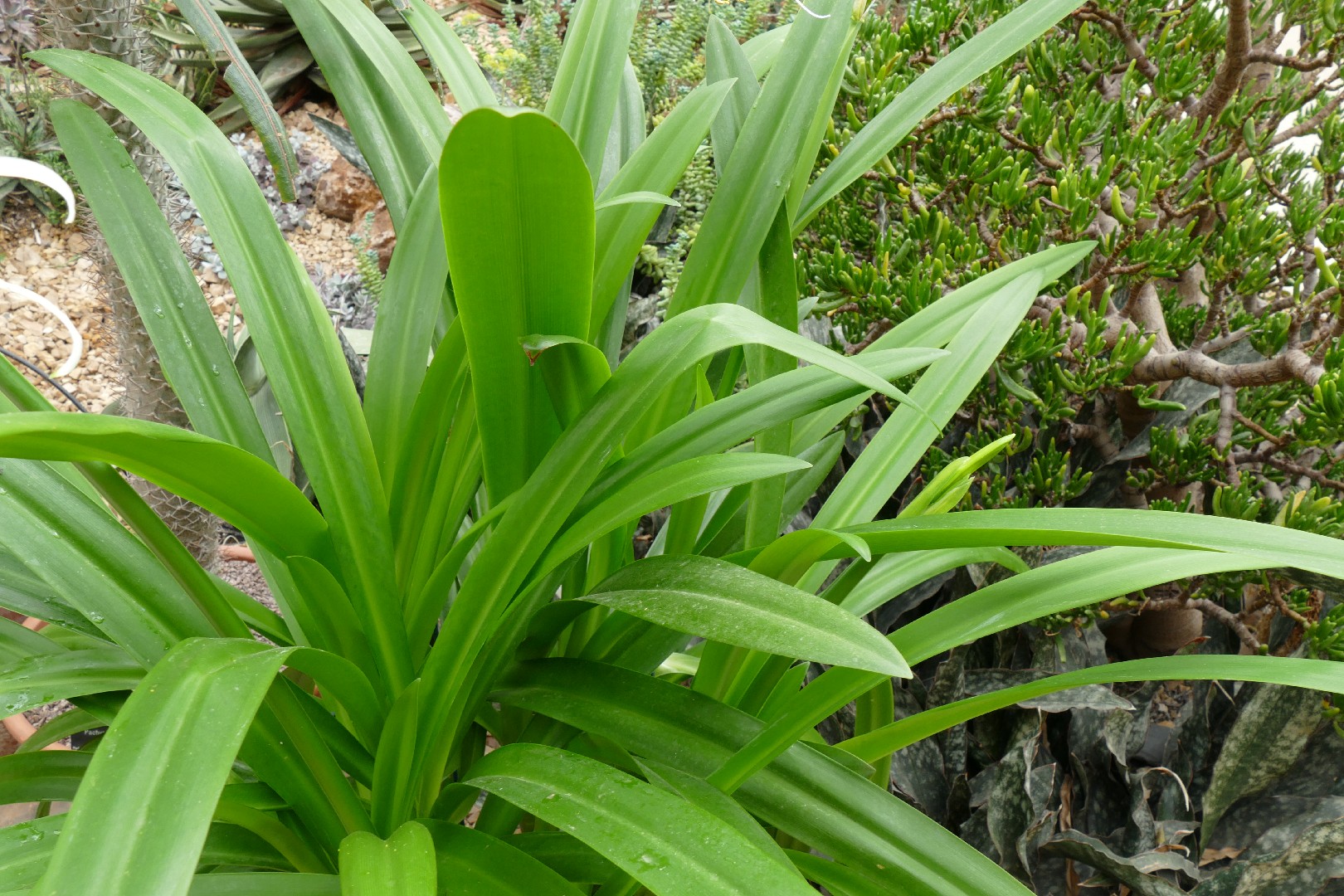 Ismene narcissiflora - PictureThis