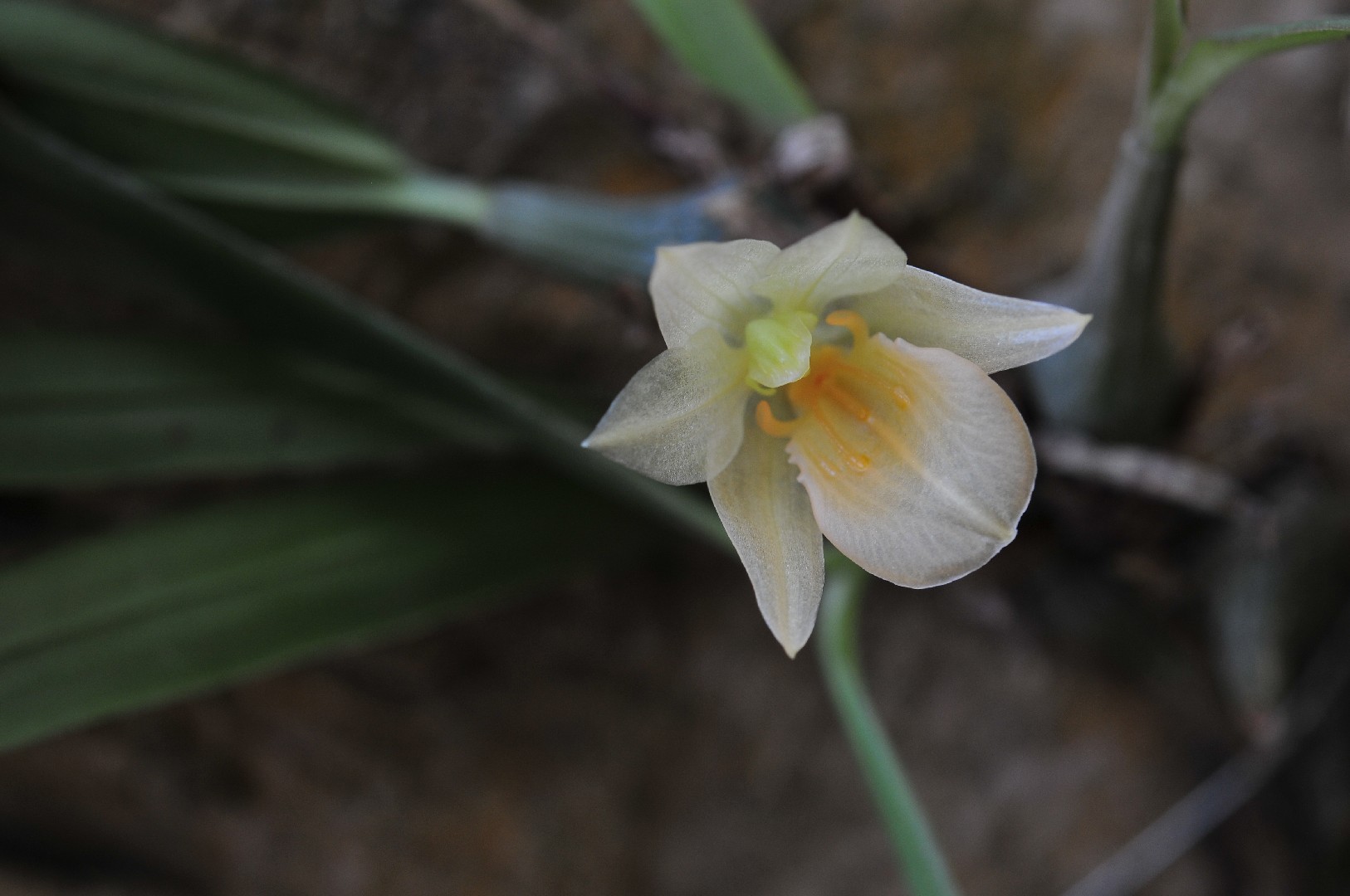 Panisea uniflora - PictureThis