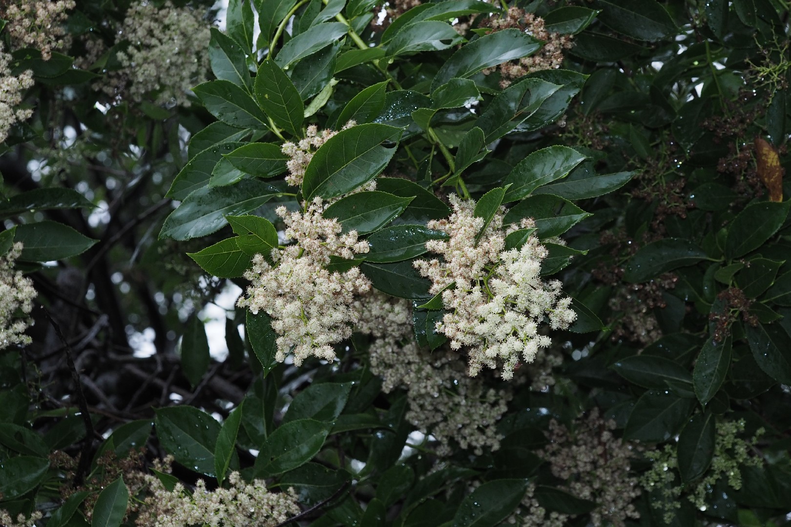 Ehretia acuminata - PictureThis