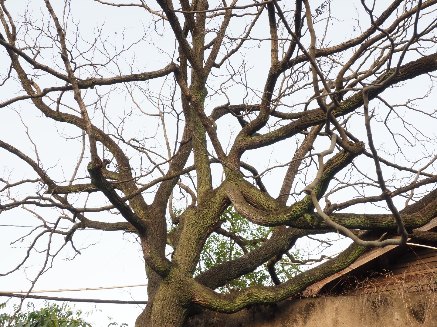 Árbol de las pasas (Hovenia acerba) - PictureThis