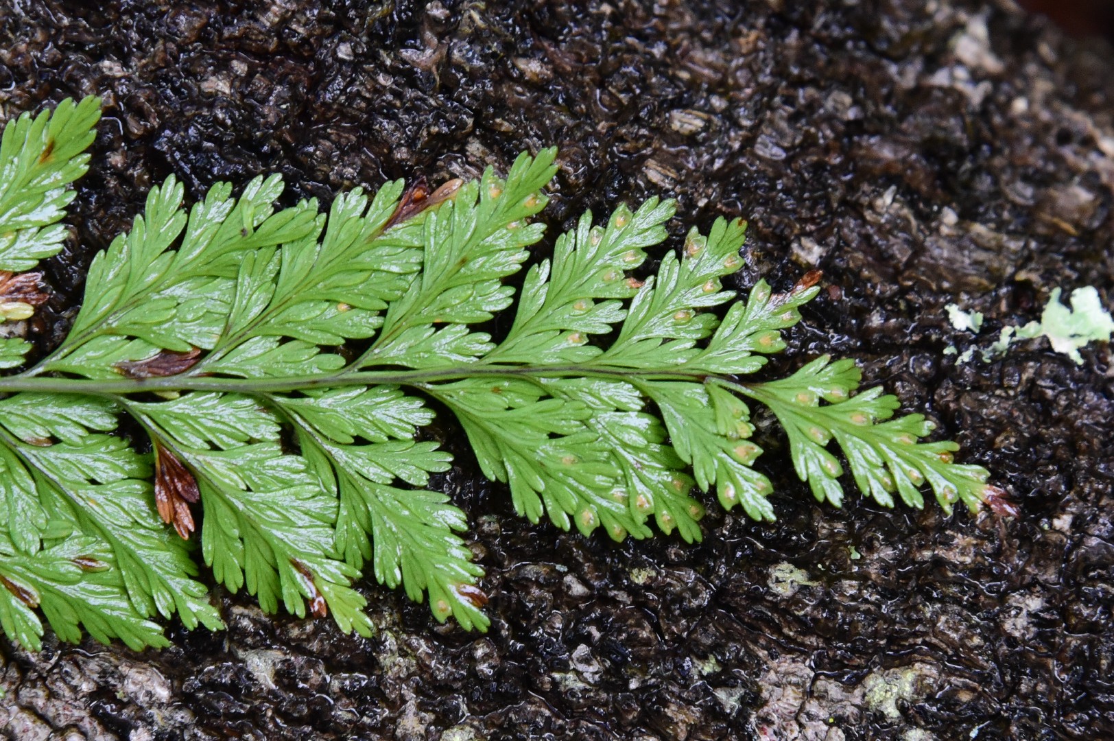 Cabriña (Davallia canariensis) - PictureThis