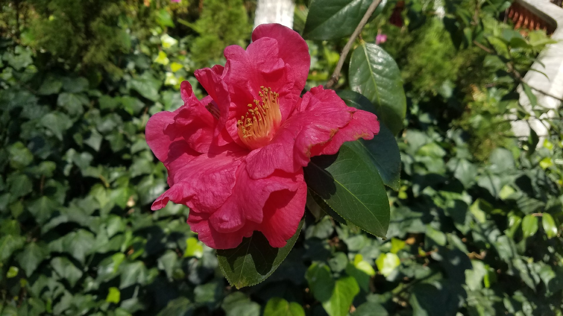 Camellia reticulata - PictureThis