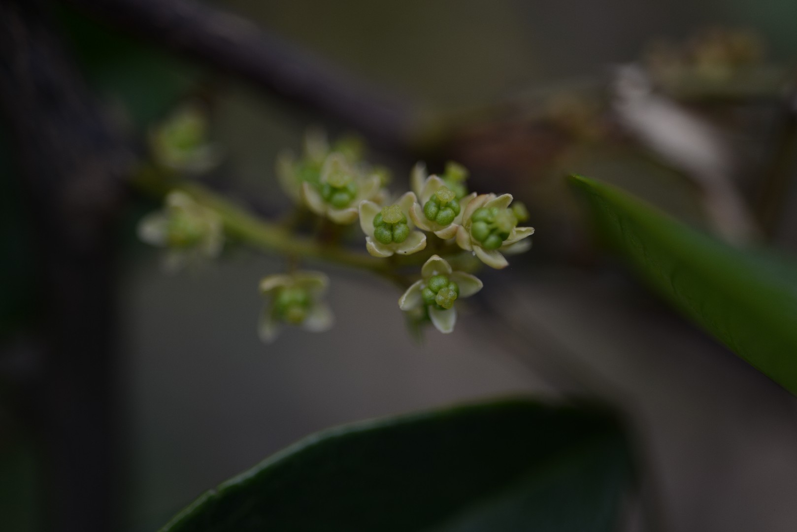 잔톡실룸 니티덤 (Zanthoxylum nitidum) - PictureThis