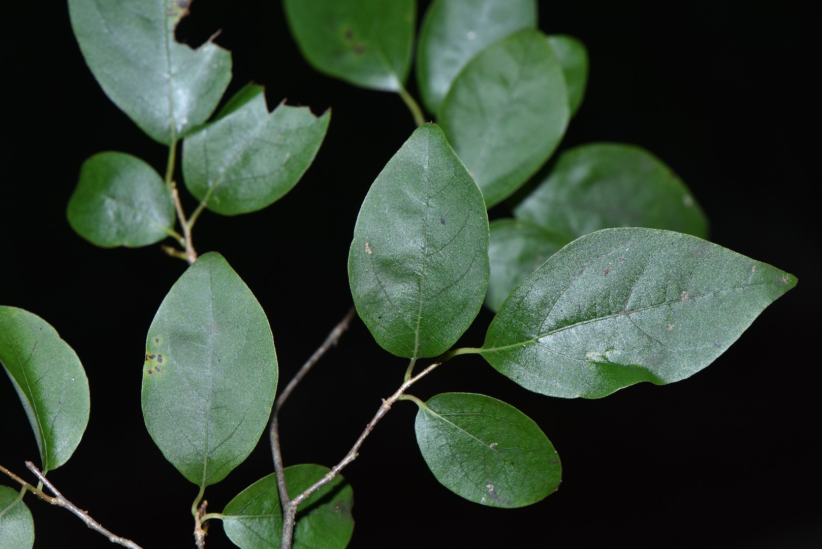 Lindera praecox - PictureThis