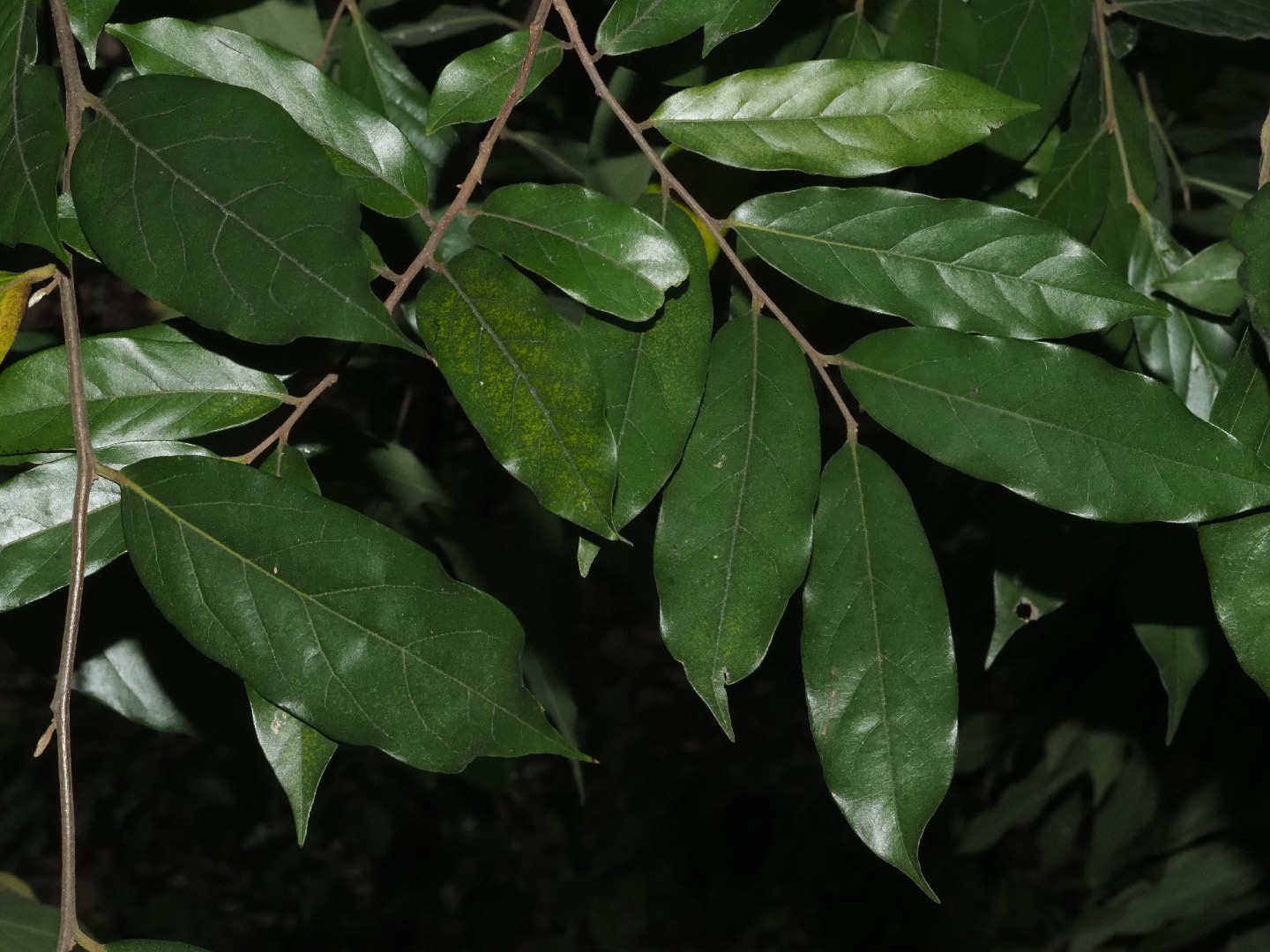 Polyalthia suberosa - PictureThis