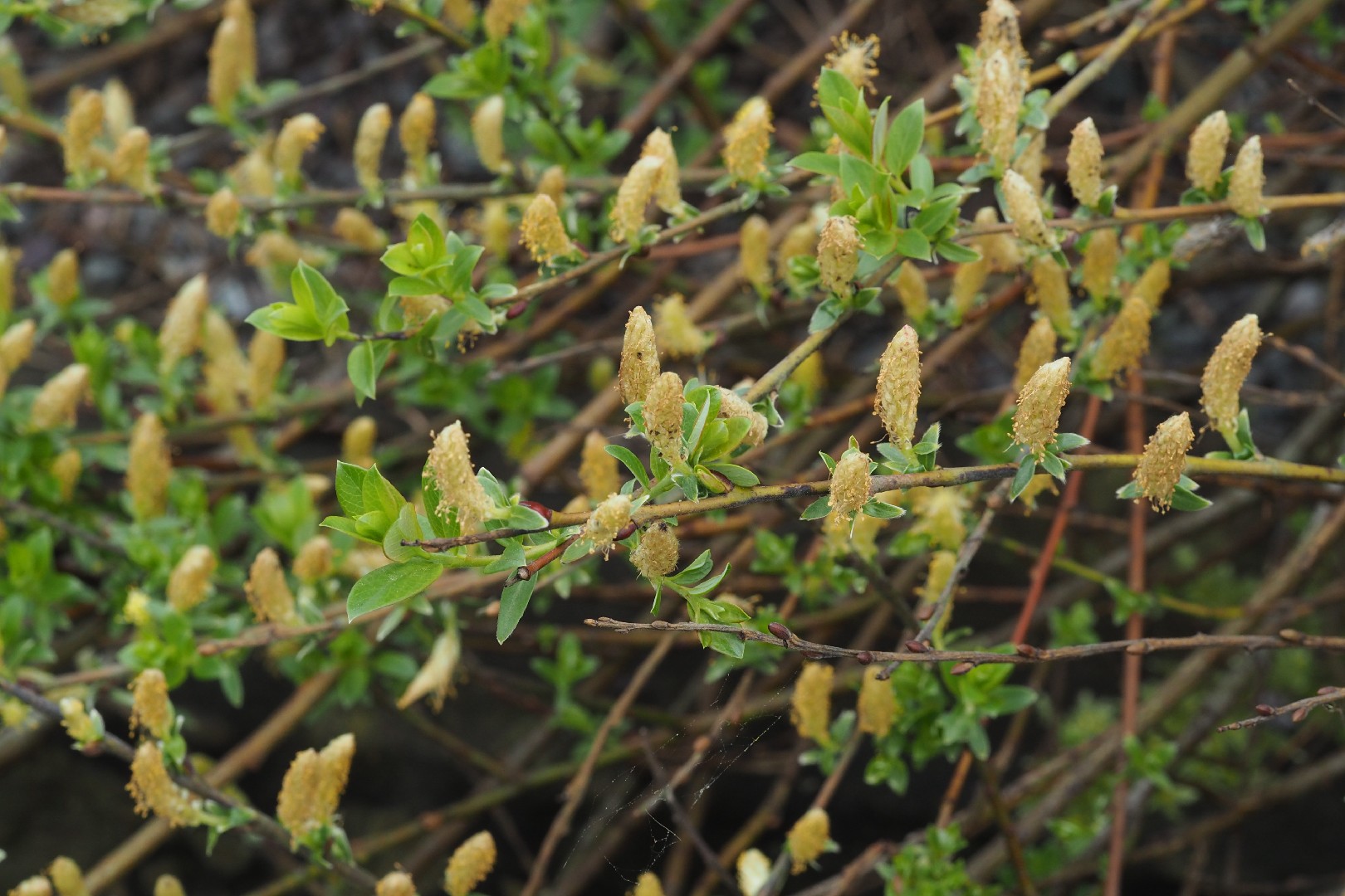 Salgueiro-anão (Salix repens) - PictureThis