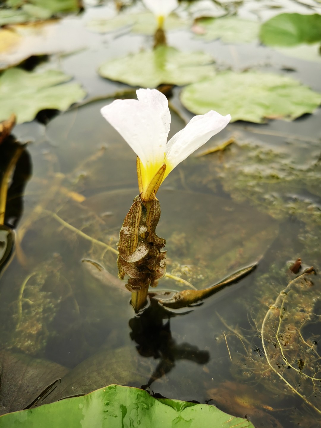 Espada (Ottelia alismoides) - PictureThis