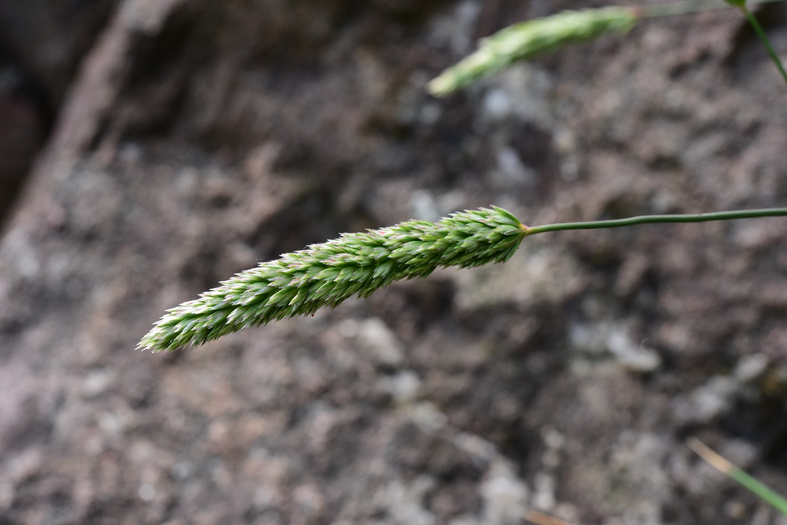 Somerset hair grass (Koeleria vallesiana) Flower, Leaf, Care, Uses ...