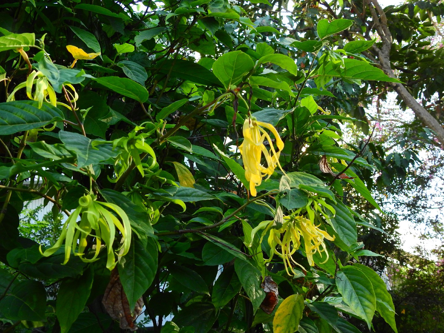 Cananga odorata - PictureThis