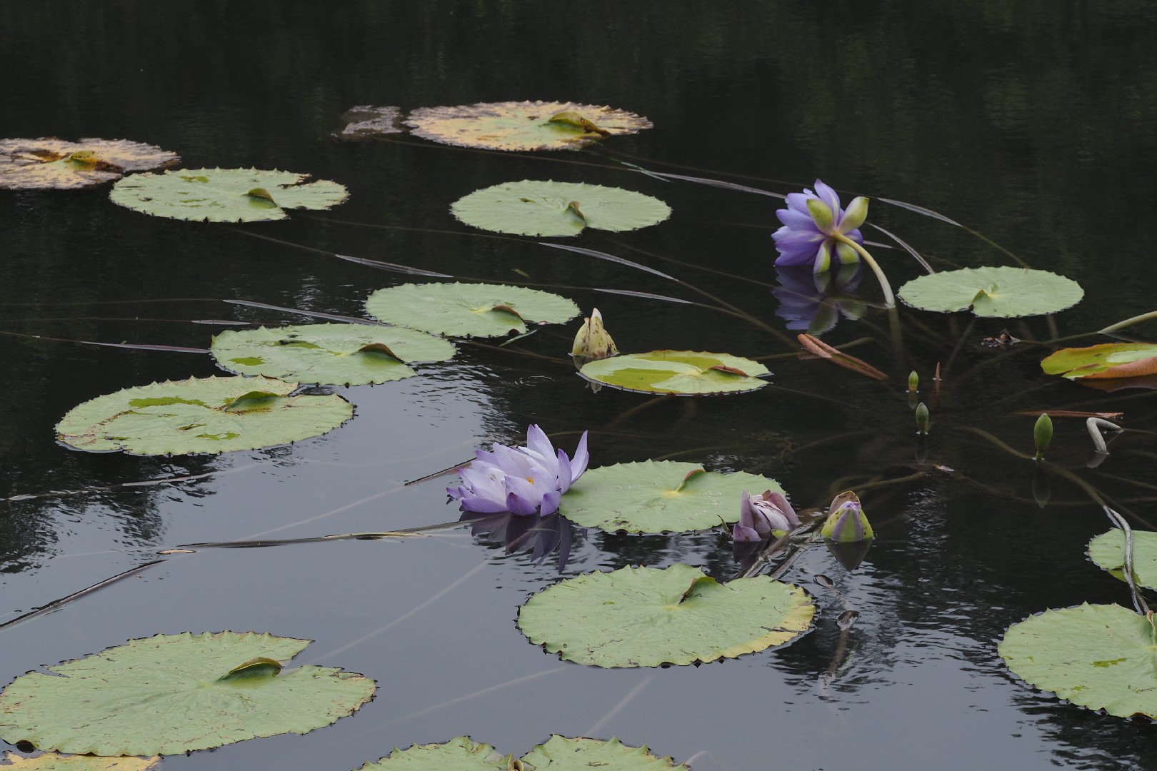 Nymphaea gigantea - PictureThis