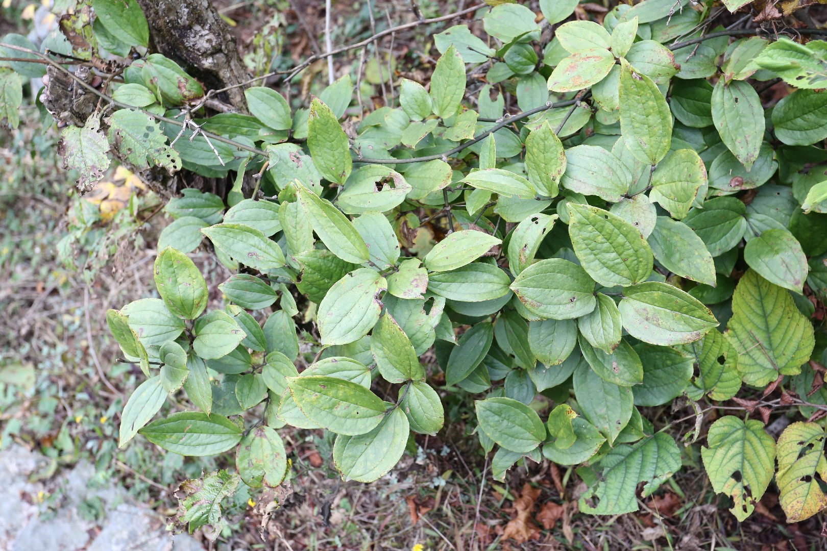 Smilax sieboldii - PictureThis