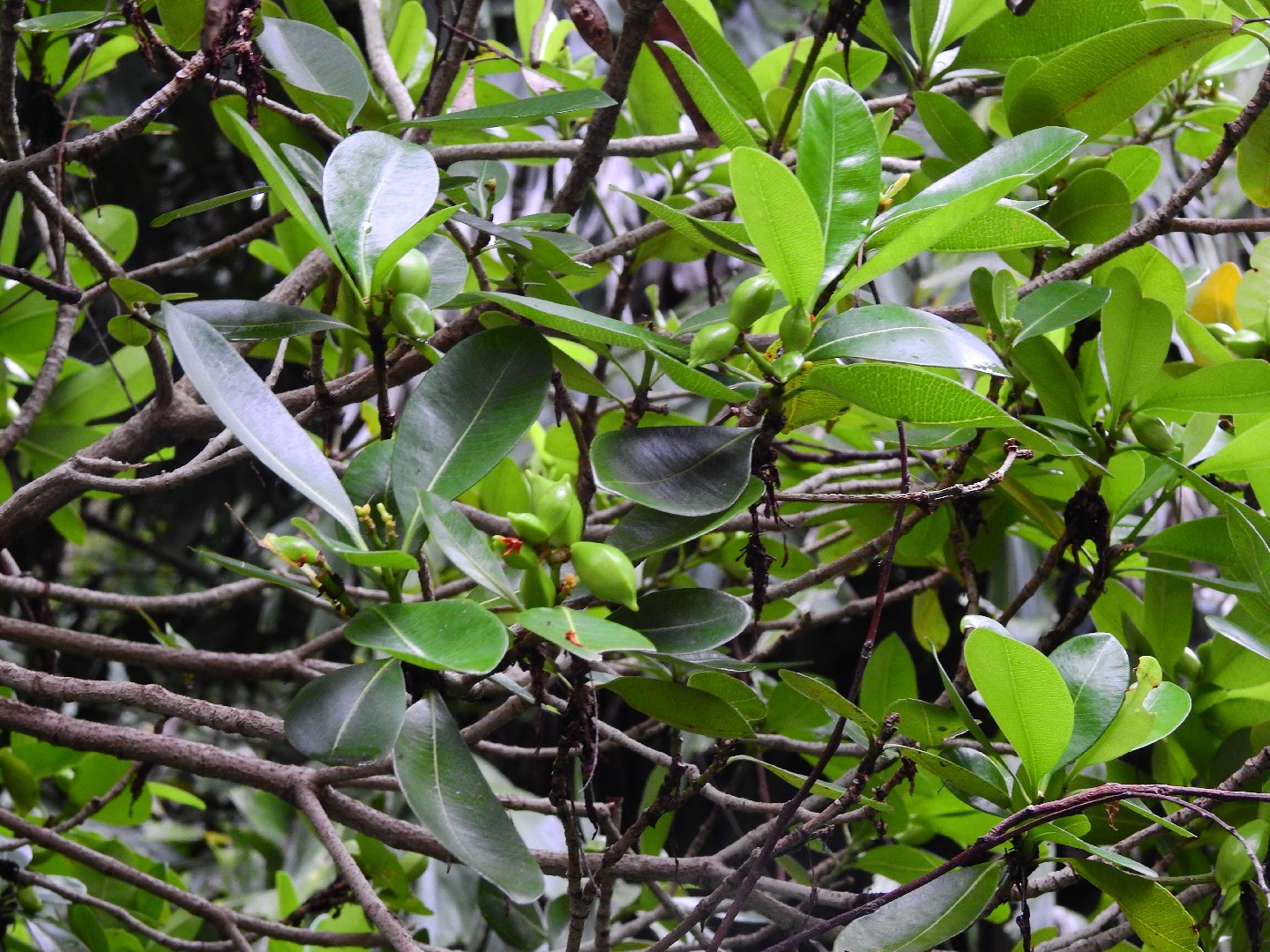 Gustavia augusta - PictureThis