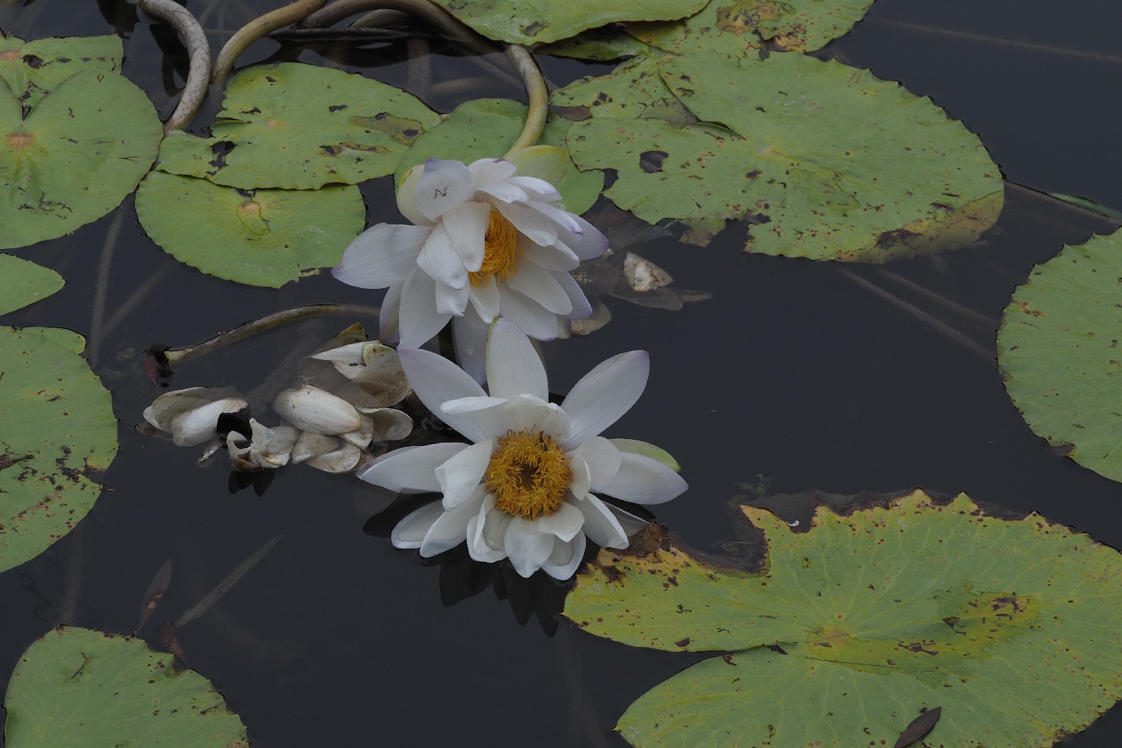 Nymphaea gigantea - PictureThis