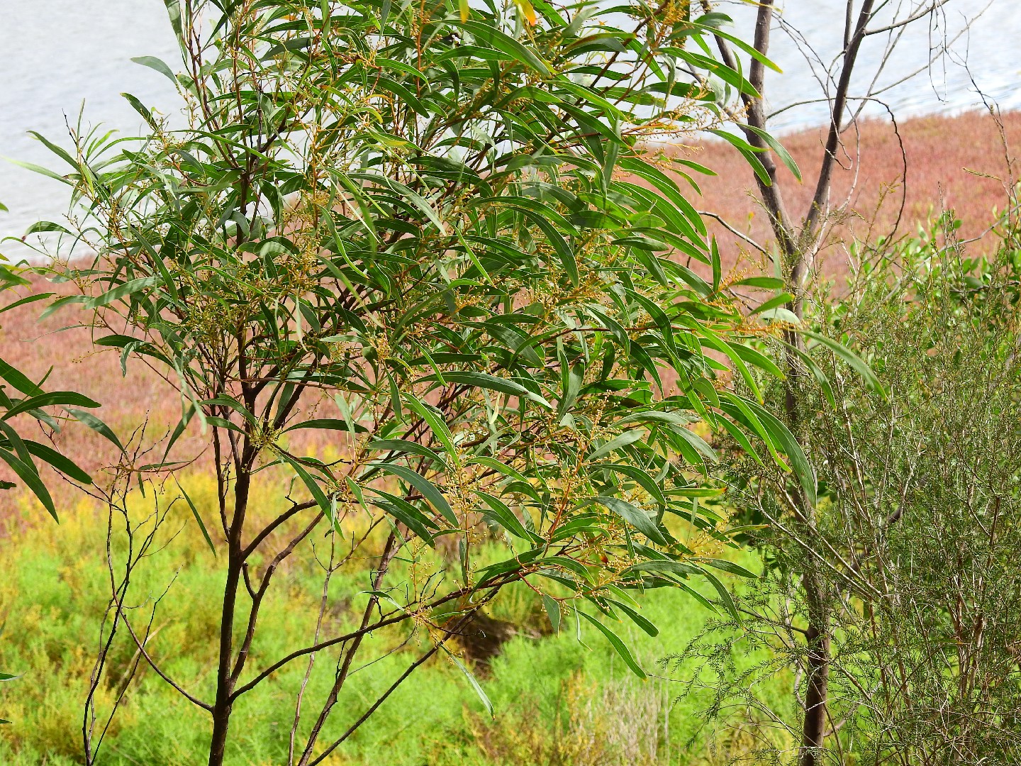 flat-stemmed wattle Care (Watering, Fertilize, Pruning, Propagation ...