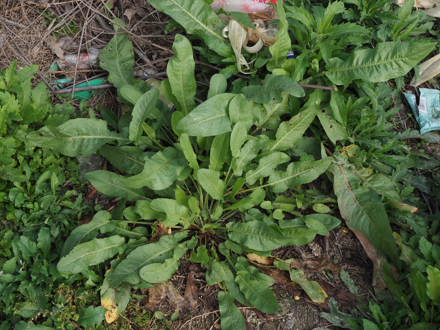 Rumex japonicus - PictureThis