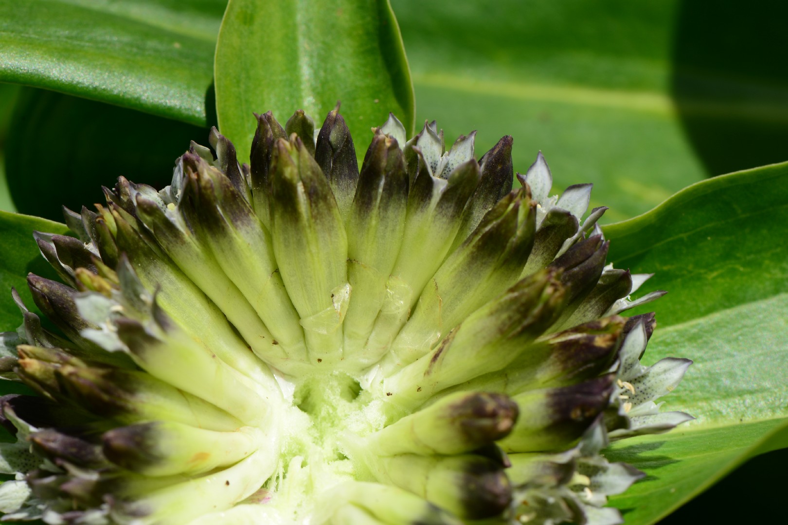 Tibetan gentian (Gentiana tibetica) Flower, Leaf, Care, Uses - PictureThis