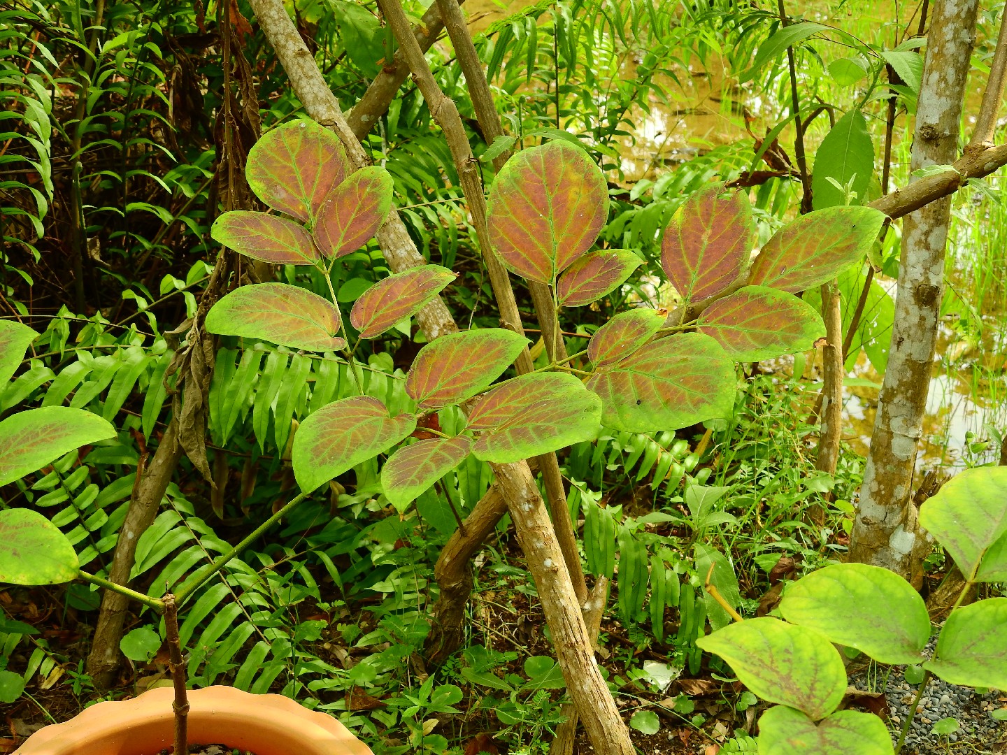 Oroxylum indicum - PictureThis