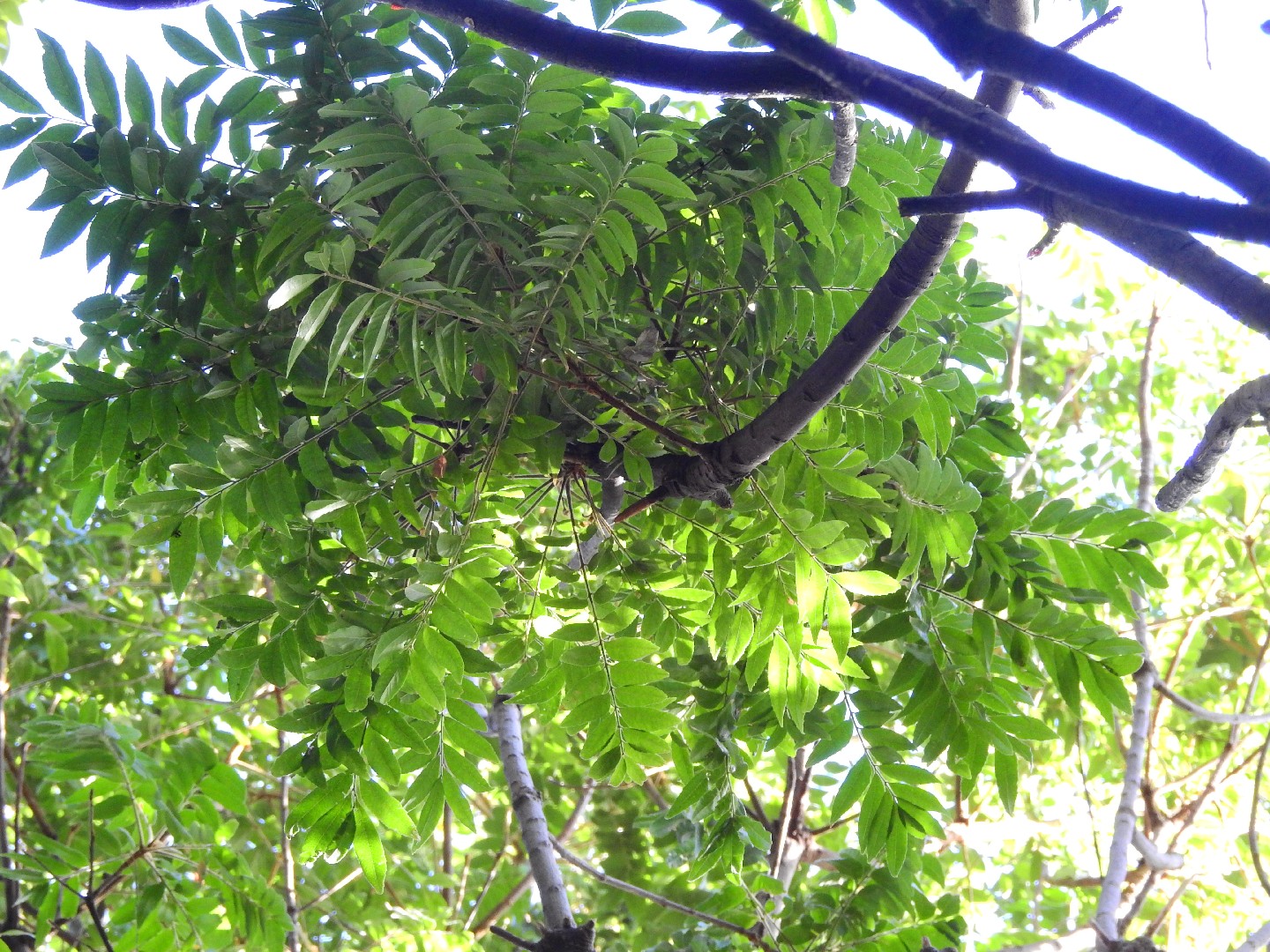 Jagera Care (Watering, Fertilize, Pruning, Propagation) - PictureThis