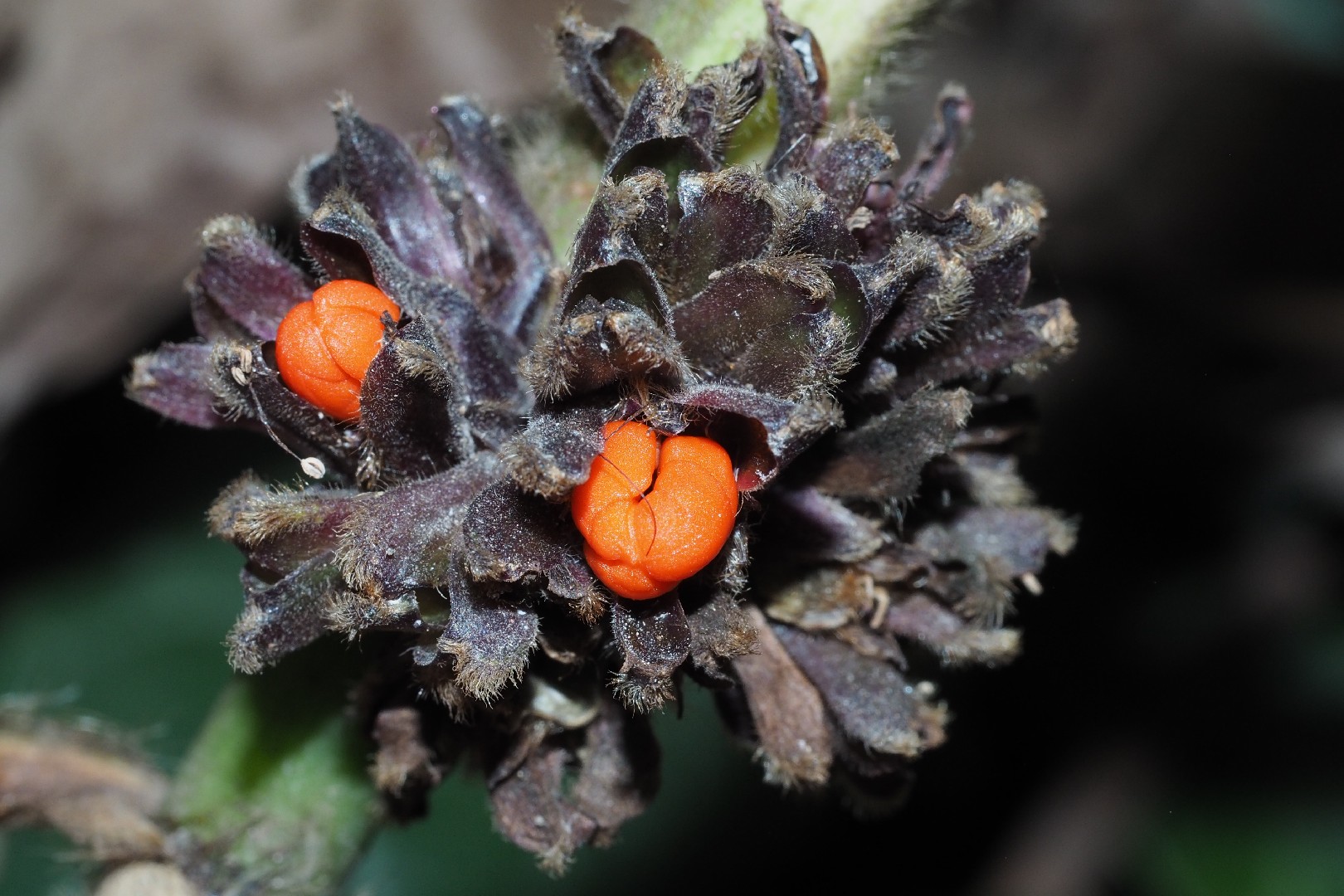 Amischotolype hispida Care (Watering, Fertilize, Pruning, Propagation ...