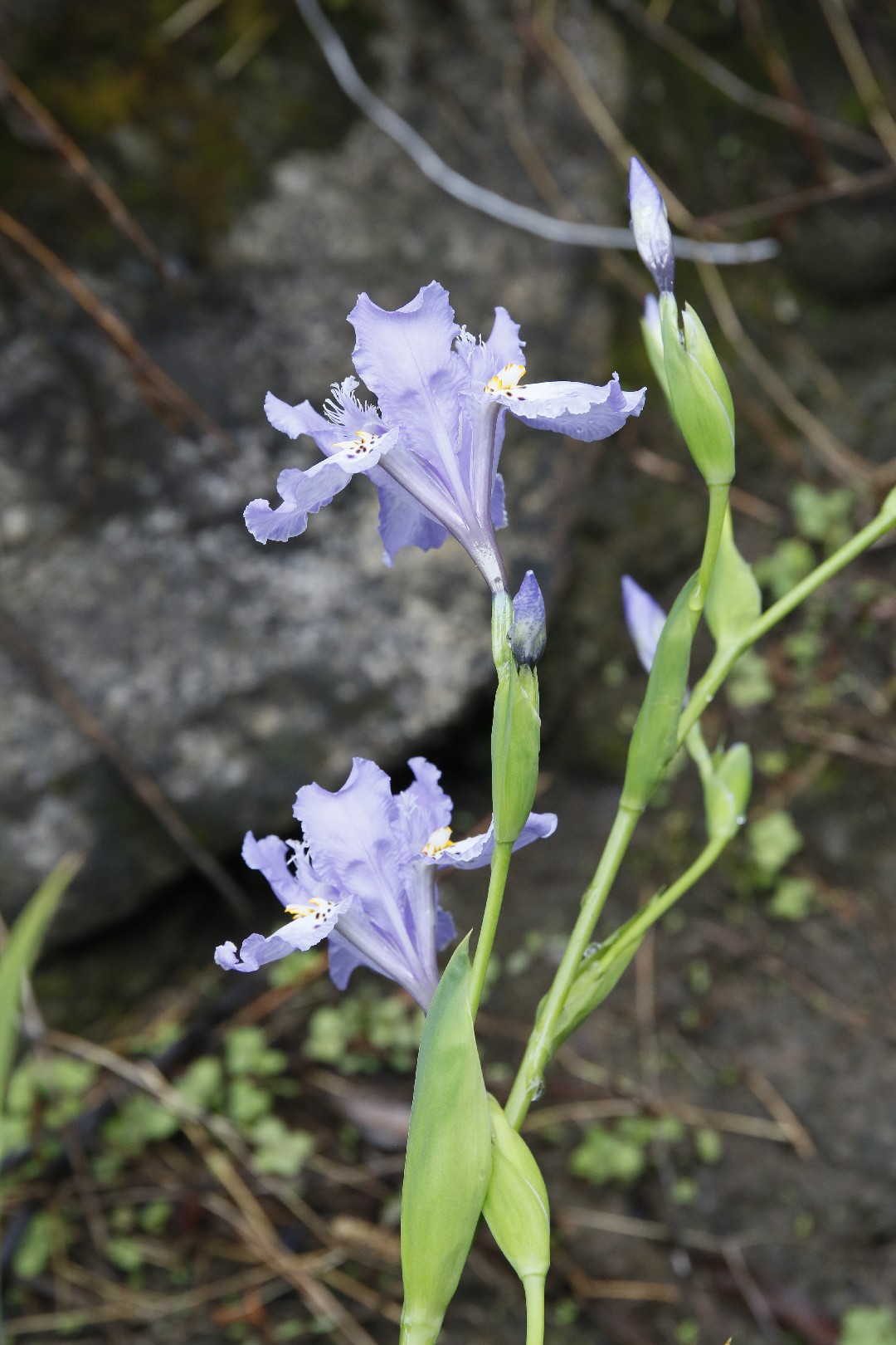 イチハツ（一初） (Iris tectorum) 花言葉，毒性，よくある質問 - PictureThis