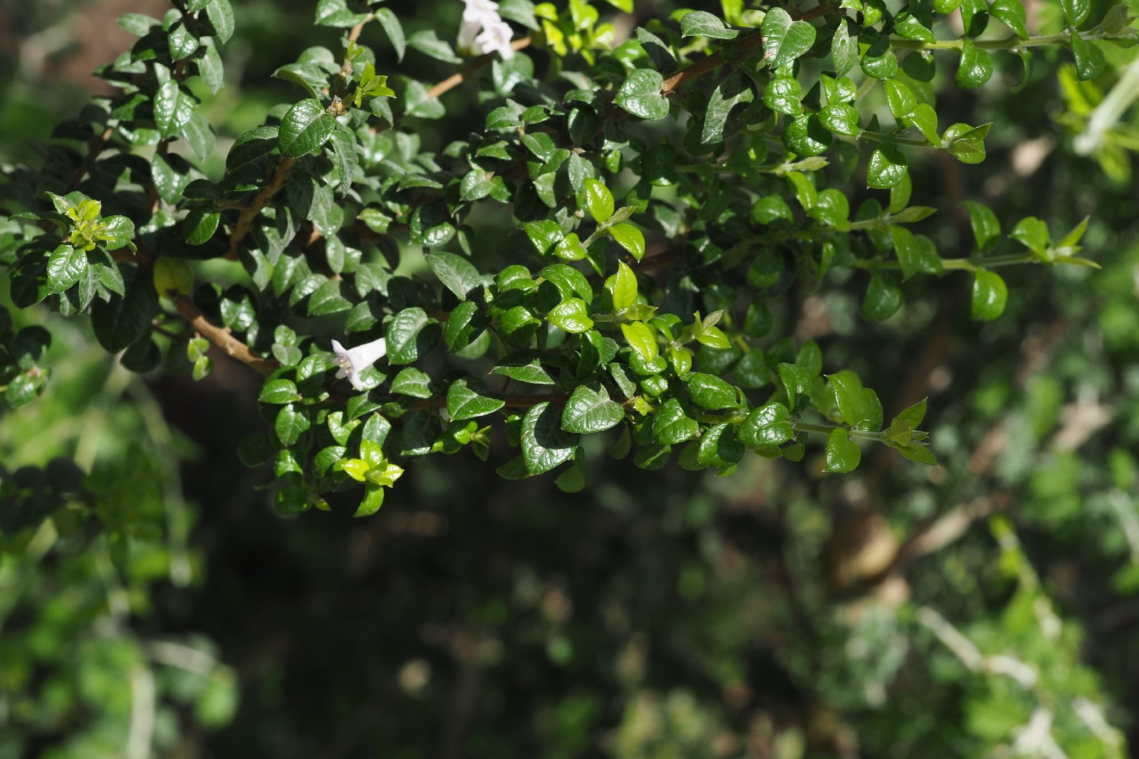 Arrayán macho (Rhaphithamnus spinosus) - PictureThis