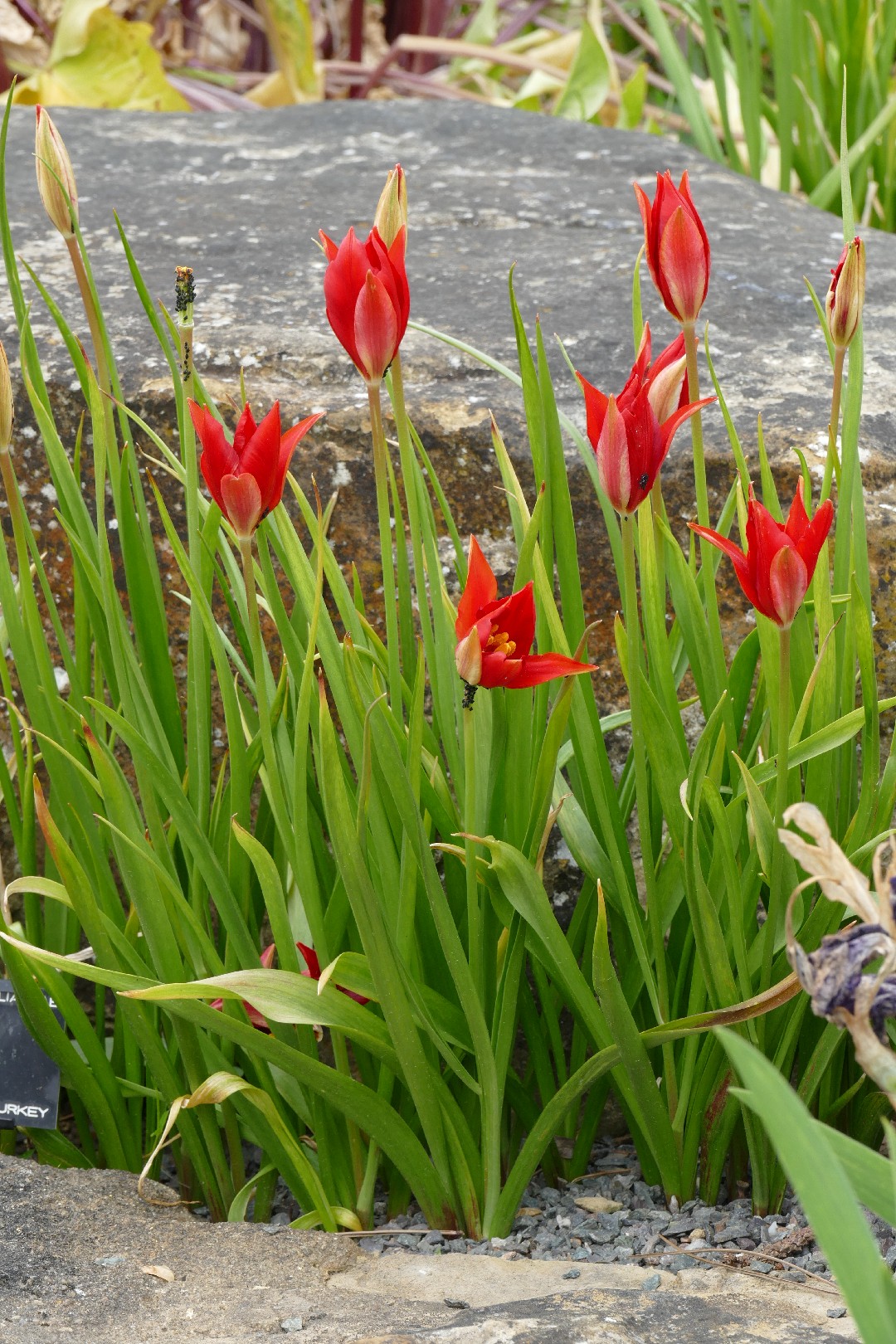 PictureThis - Tulipa sprengeri