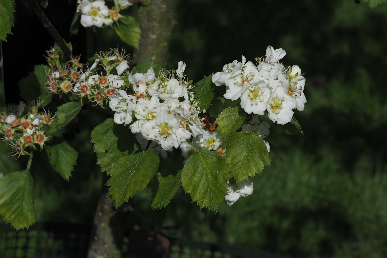 Crataegus mollis - PictureThis