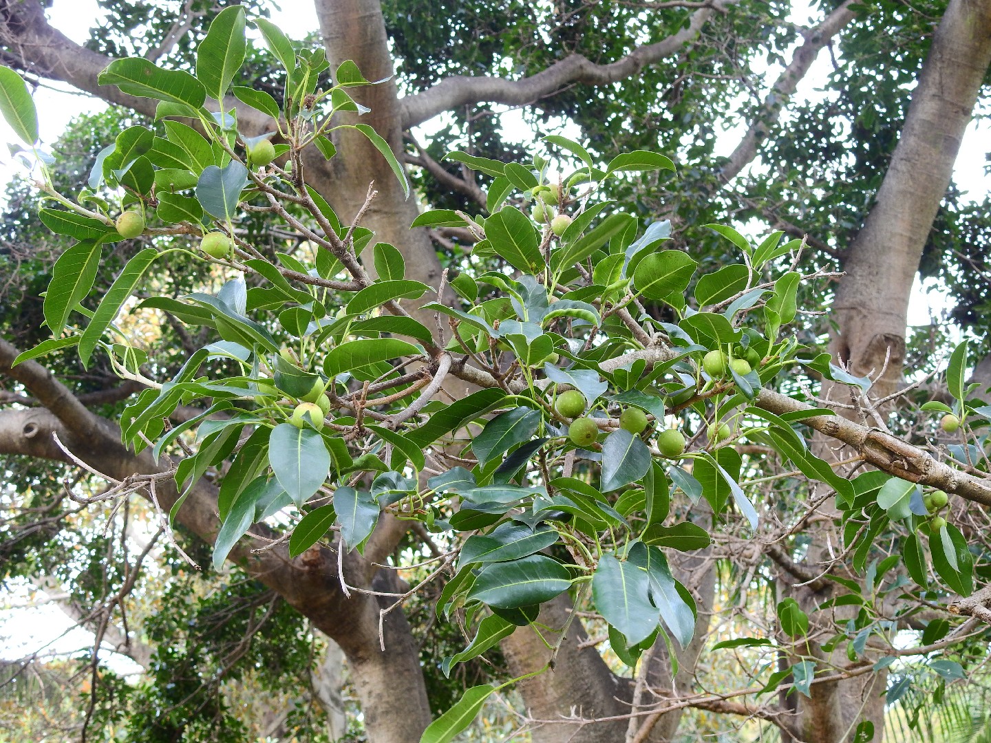Ficus watkinsiana - PictureThis