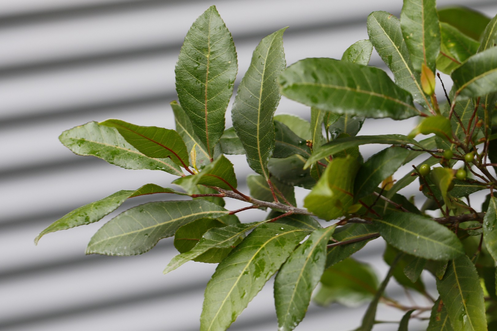 Elaeocarpus reticulatus - PictureThis