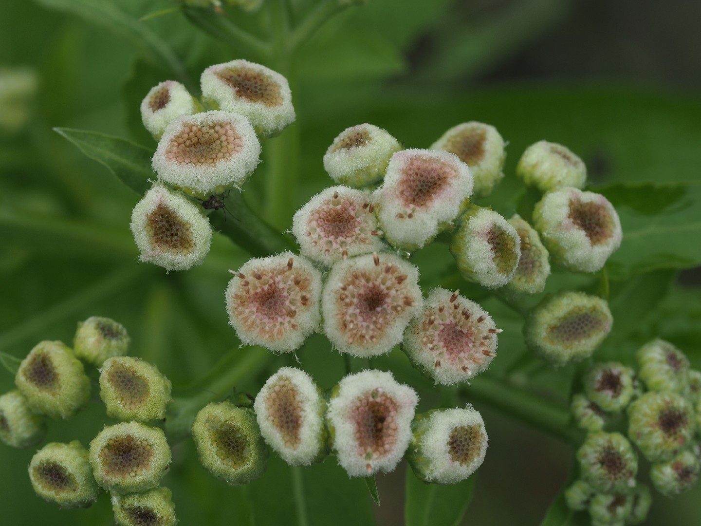 Pluchea sagittalis - PictureThis