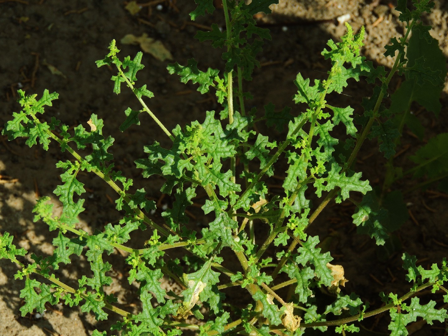 Jerusalem oak goosefoot (Dysphania botrys) Flower, Leaf, Care, Uses ...