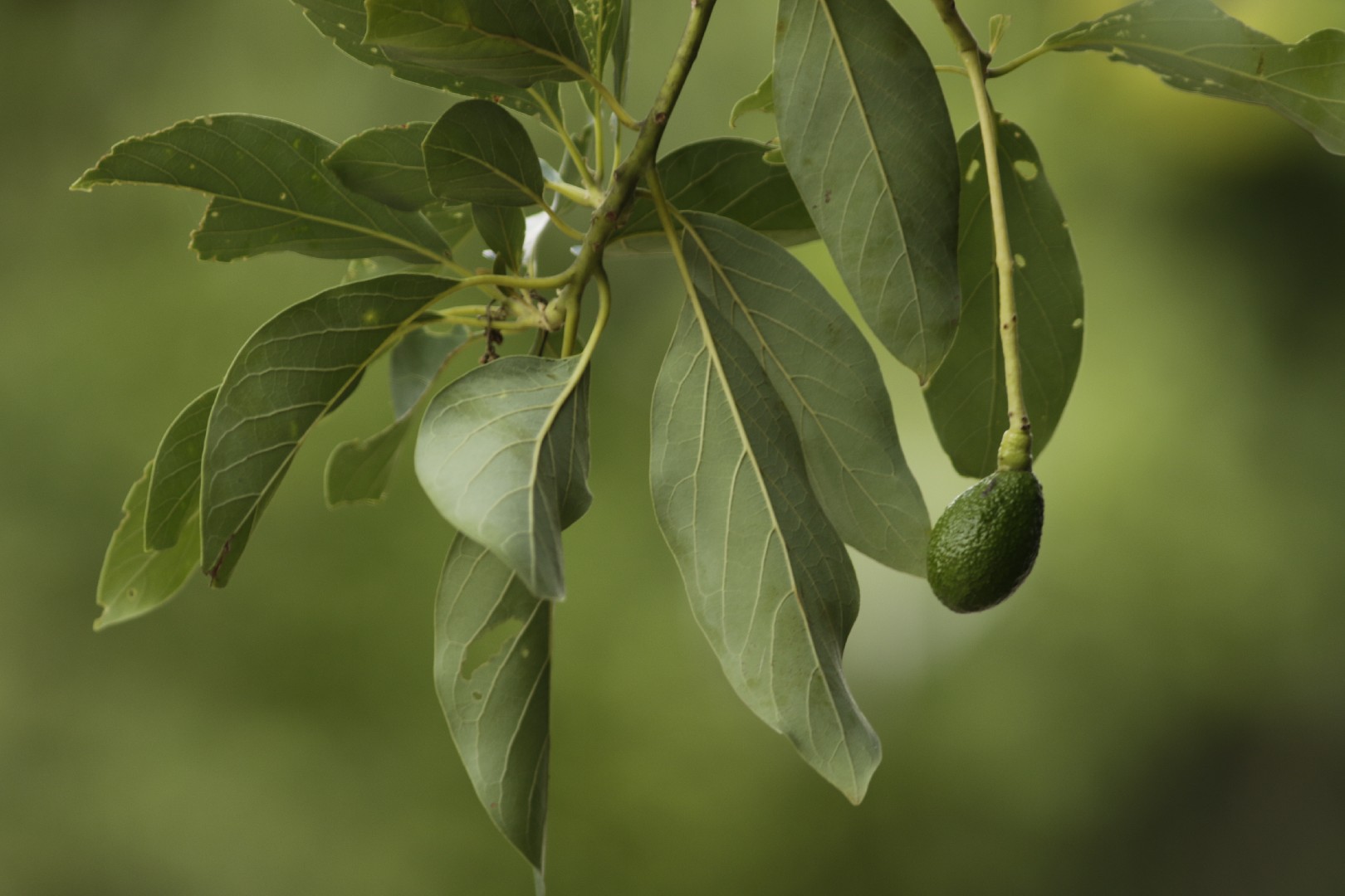 Avocado (Persea americana) Flower, Leaf, Care, Uses - PictureThis