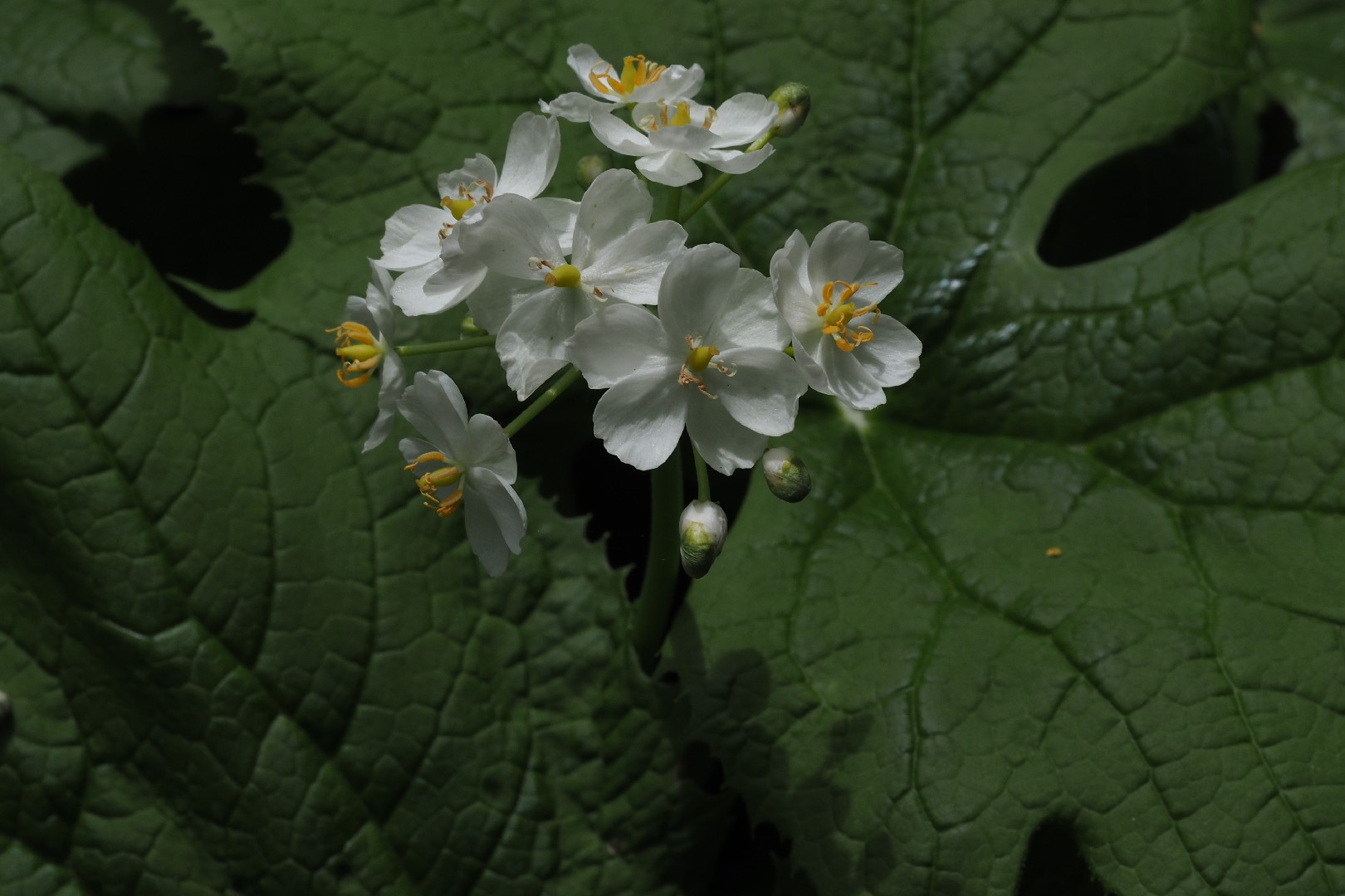 산하엽 (Diphylleia cymosa) - PictureThis