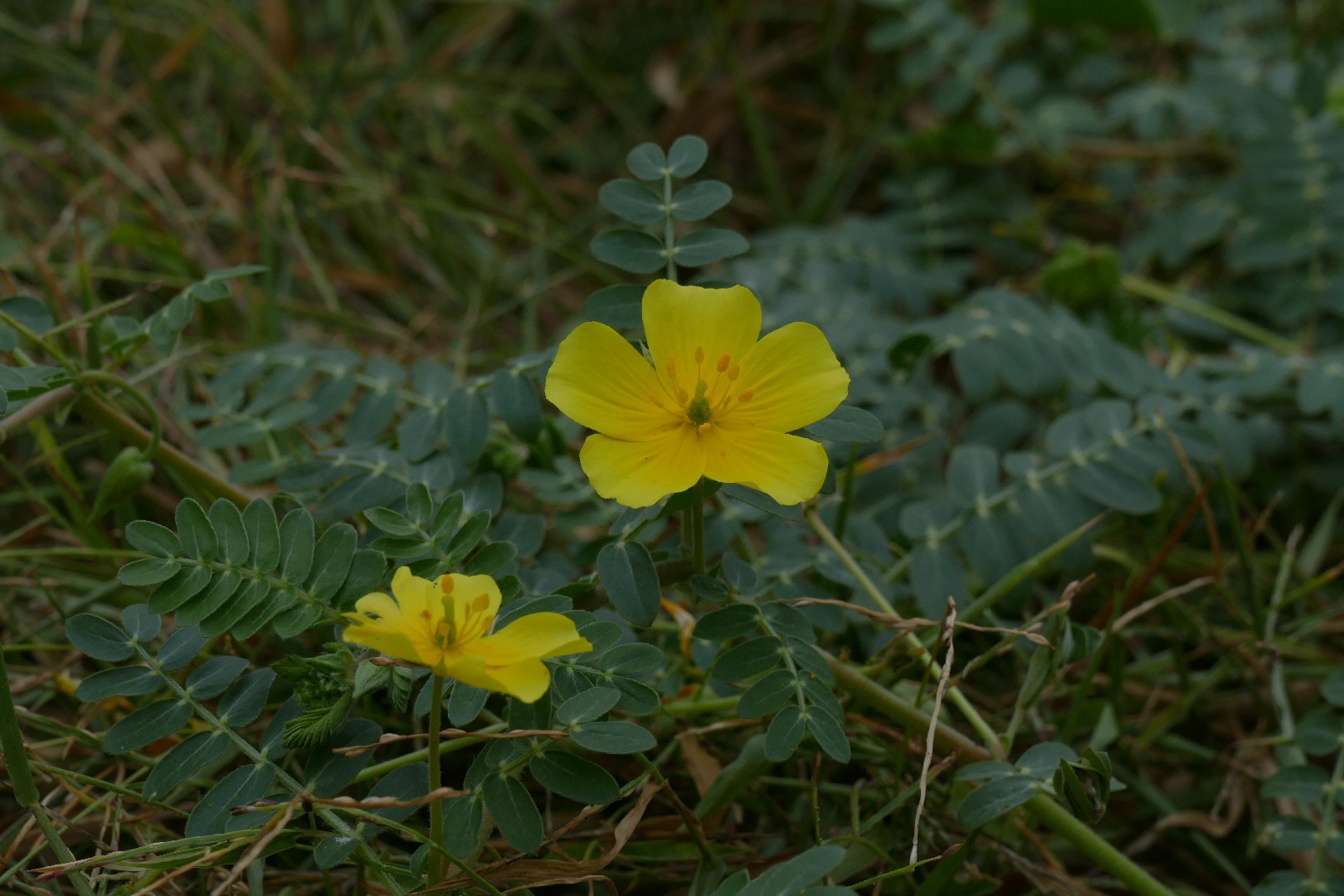 Abrojo (Tribulus cistoides) - PictureThis